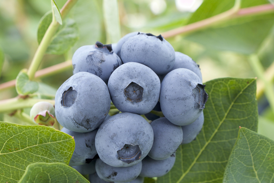 2024 High Chill Field + Forum in Oregon